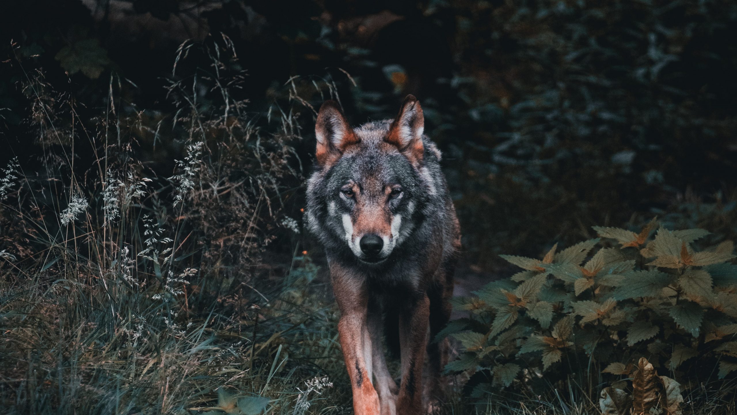 The Beast of the Forest - Springs