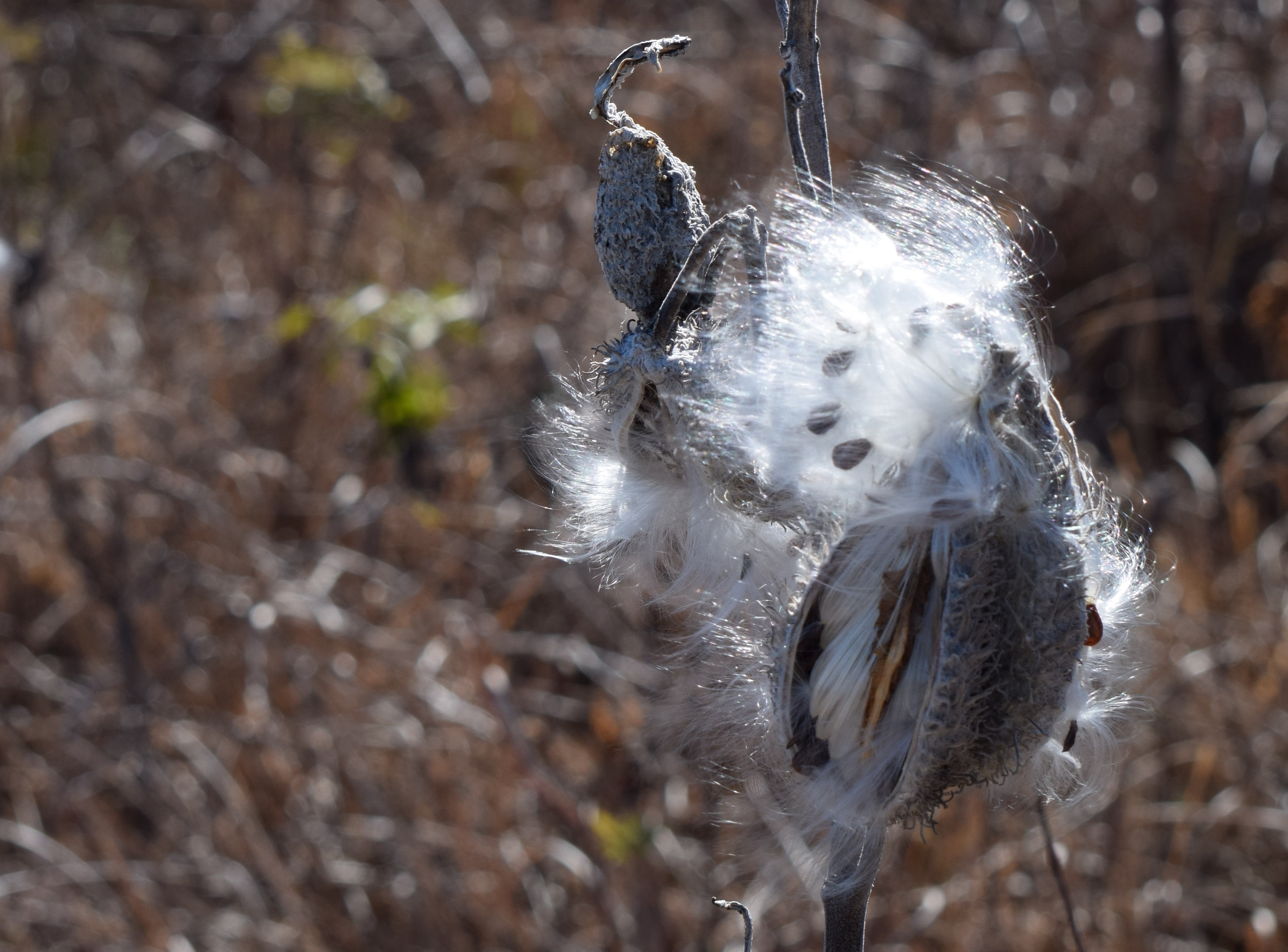 Monarchs of the Great Plains: Plant Power and Colonial Legacies in ...